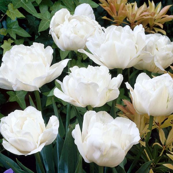 ●学名・英名：Tulipa Mount Tacoma●分類：八重遅咲き Double Late●商品情報：清楚な白の八重咲きチューリップ! 2001年フラワーバルブオブザイヤー受賞花。ユリ科。●お届け状態：球根 (開花見込みサイズ)※球根に...