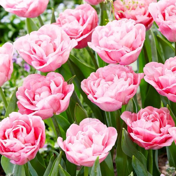 ●学名・英名：Tulipa Mariage●分類：八重早咲き Double Early●商品情報：上品なピンク色の八重咲チューリップの球根。2026年フラワーバルブオブザイヤー受賞花。ユリ科。●お届け状態：球根 (開花見込みサイズ)※球根に...