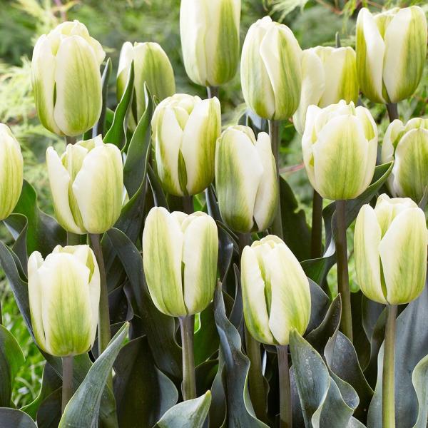 ●学名・英名：Tulipa Green Spirit●分類：ヴィリディフローラ Viridiflora●商品情報：白色の花弁に薄っすら入る緑色が美しいチューリップの球根。ユリ科。●お届け状態：球根 (開花見込みサイズ)※球根によってサイズが...