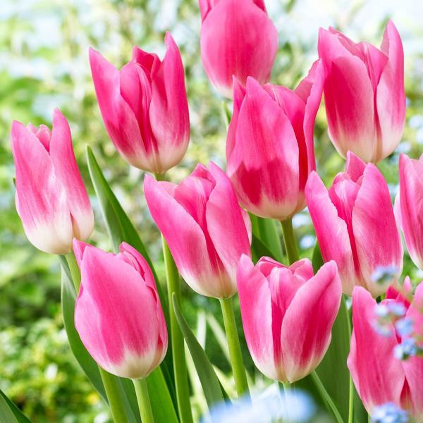 ●学名・英名：Tulipa Royal Ten●分類：トライアンフ Triumph●商品情報：白から桃のグラデーションが愛らしいチューリップの球根。ユリ科。●お届け状態：球根 (開花見込みサイズ)※球根によってサイズが若干異なる場合がありま...
