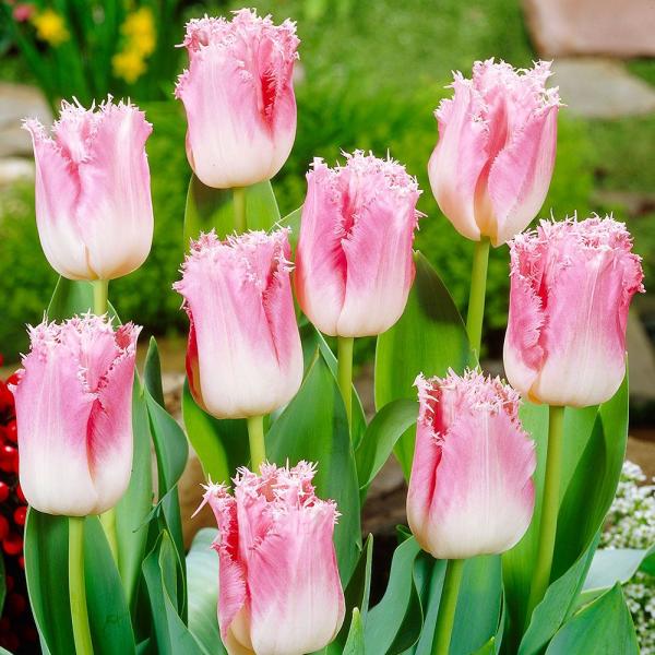 ●学名・英名：Tulipa Fancy Frills●分類：フリンジ咲き Fringed●商品情報：2006年フラワーバルブオブザイヤー受賞。桃と白の優しい花色のフリンジ咲きチューリップ。ユリ科。 ●お届け状態：球根 (開花見込みサイズ)※...