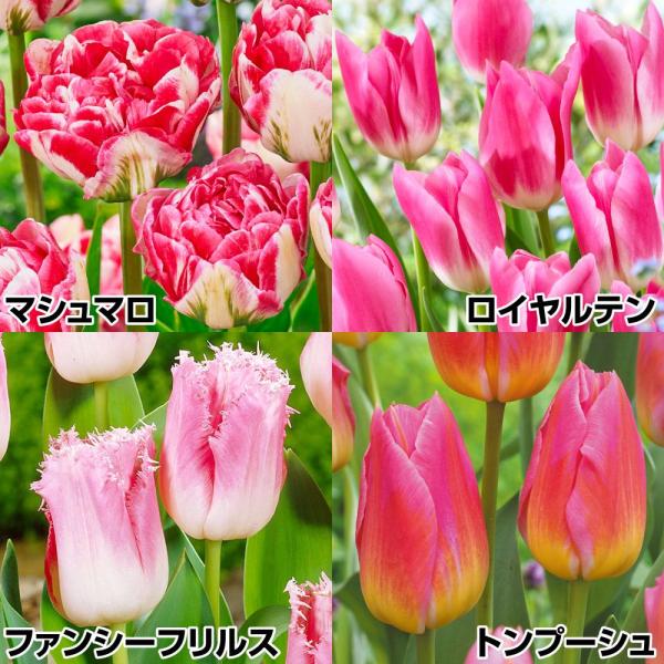 セット内容：マシュマロ、ロイヤルテン、ファンシーフリルス、トンプーシュ /各10球●学名・英名：Tulipa●分類：マシュマロ：八重早咲き Double Earlyロイヤルテン・トンプーシュ：トライアンフ Triumphファンシーフリルス：...