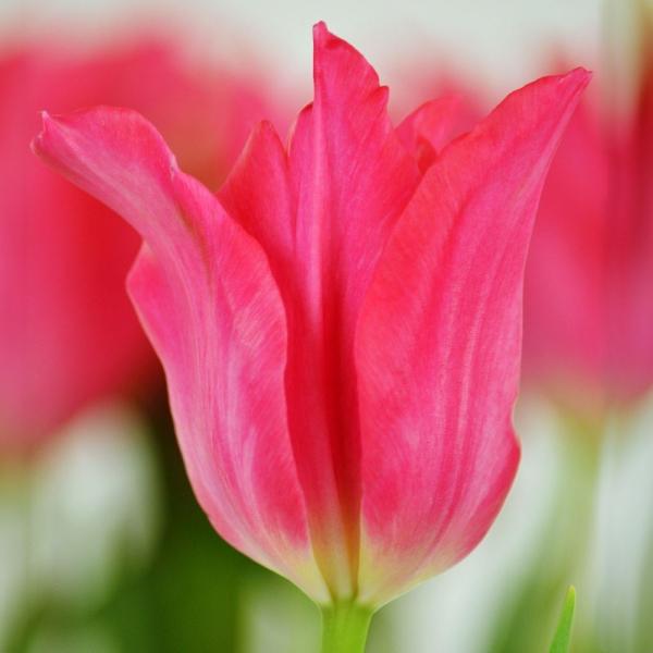●学名・英名：Tulipa Pretty Love●分類：ユリ咲き Lily-flowered●商品情報：濃い桃色が目を引くチューリップの球根。ユリ科。 ●お届け状態：球根 (開花見込みサイズ)※品種・花色によって球根のサイズが異なる場合が...