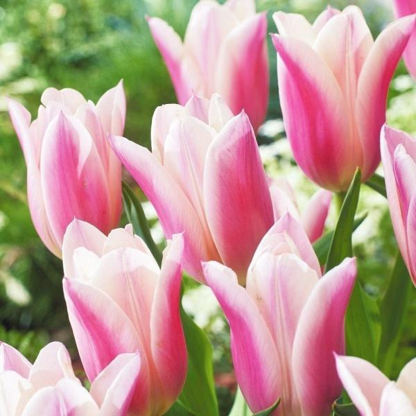 ●学名・英名：Tulipa Sanne●分類：ユリ咲き Lily-flowered●商品情報：フルーティーな香りまで楽しめるチューリップの球根。咲き進むにつれ花色が変化します。2016年フラワーバルブオブザイヤー受賞花。ユリ科。●お届け状態...