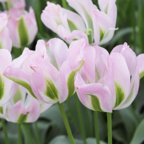 ●学名・英名：Tulipa Groenland●分類：ヴィリディフローラ Viridiflora●商品情報：白色の花弁に薄っすら入る緑色が美しいチューリップの球根。ユリ科。●お届け状態：球根 (開花見込みサイズ)※球根によってサイズが若干異...