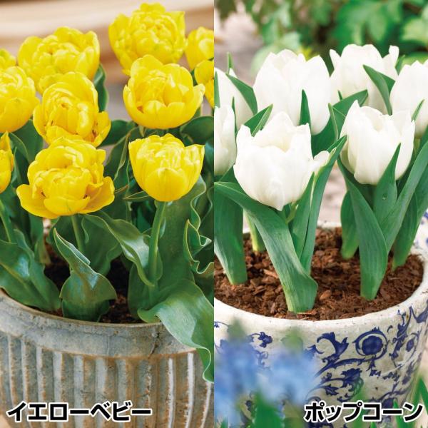 ●セット内容：イエローベビー・ポップコーン 各10球●学名・英名：Tulipa●分類：八重早咲き Double Early●商品情報：鉢栽培に最適な草丈が低い八重咲きチューリップの球根。鉢植えや花壇の前方がオススメです。 ユリ科。●お届け状...