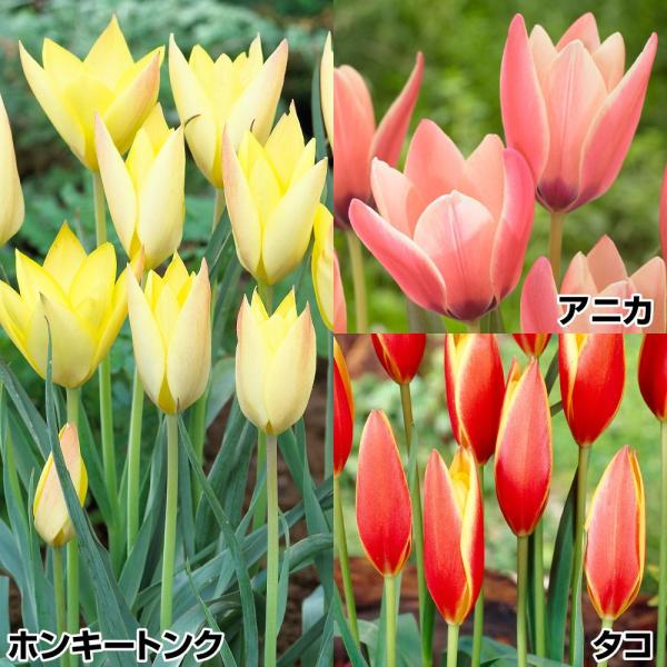 セット内容：ホンキートンク・アニカ・タコ /各10球●学名・英名：Tulipa●商品情報：一般的な交配種のチューリップより性質が強く、2〜3年植えっぱなしでもOKな原種系チューリップ。ユリ科。●お届け状態：球根(開花見込みサイズ)●開花期(...