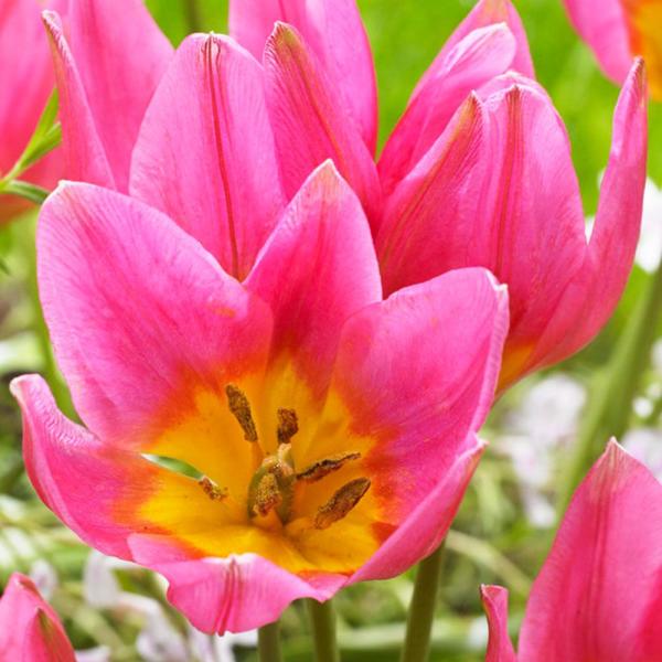 ●学名・英名:Tulipa Daniella●商品情報：一般的な交配種のチューリップより性質が強く、2〜3年植えっぱなしでもOKな原種系チューリップ。ピンク系としては最も発色の良い原種チューリップです。クルシアナ系。ユリ科。●お届け状態：球...