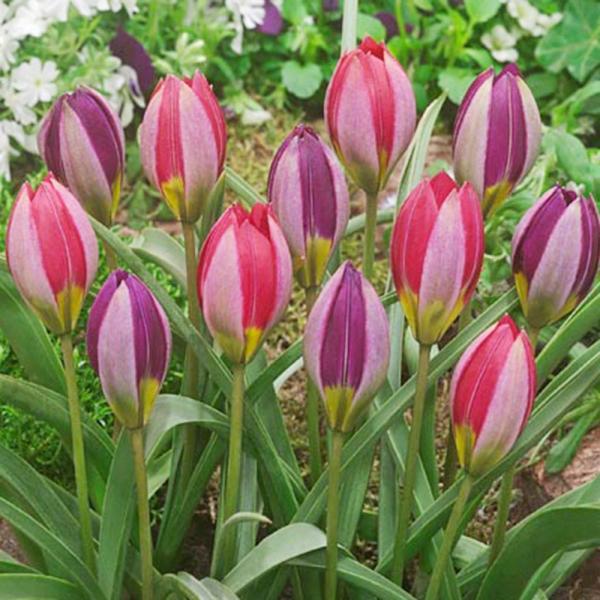 ●セット内容：ペルシャンパール・レッドビューティ 各10球●学名・英名：Tulipa ●商品情報：一般的な交配種のチューリップより性質が強く、2〜3年植えっぱなしでもOKな原種系チューリップ。ユリ科。ツートンカラーが可愛い。●お届け状態：球...