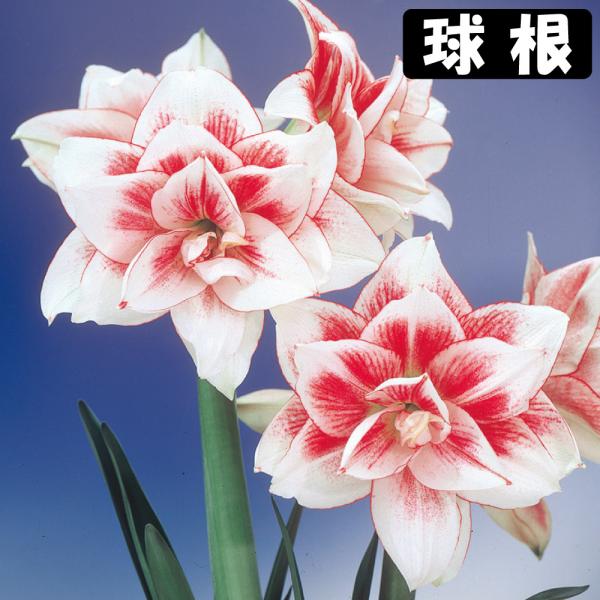 ●学名・英名：Hippeastrum Elvas●商品情報：2月から5月に咲くように開花促進処理をしたアマリリスの球根。白と赤のグラデーションが華やかな八重咲きアマリリスです。球根の上部３分の１程度出るくらいの浅さで鉢に植え付けます。水をや...