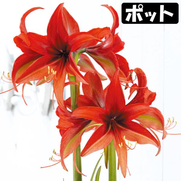●学名・英名：Hippeastrum  Bogota●商品情報：2月から5月に咲くように開花促進処理をしたアマリリスの球根。細い花弁がユニークなアマリリスです。オリジナルポットに球根を植え付けた状態でお届けします。ギフトボックス入りなので、...