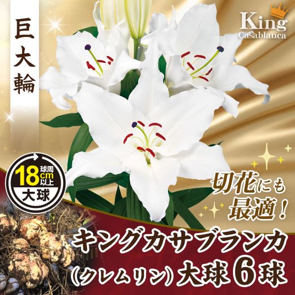 ●学名・英名：Lilium Kremlin●商品情報：カサブランカより2回り大きい、花径30cm以上の超巨大輪オリエンタルリリー!!香りはカサブランカより弱い。宮崎県の自社農場で大量生産＆徹底管理しており、安さ日本一に挑戦しているお買い得オ...