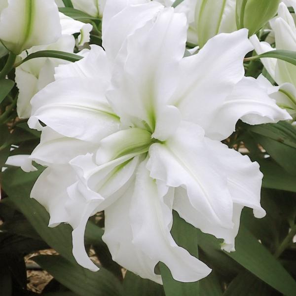 ●学名・英名：Lilium Rose Lily Aisha●商品情報：9月に植えて12月頃に咲くように冷凍処理を施したゆりの球根。※栽培には温度管理が必要ですので、露地植えおよび屋外での栽培はできません。●お届け状態：球根●開花期(約)：1...