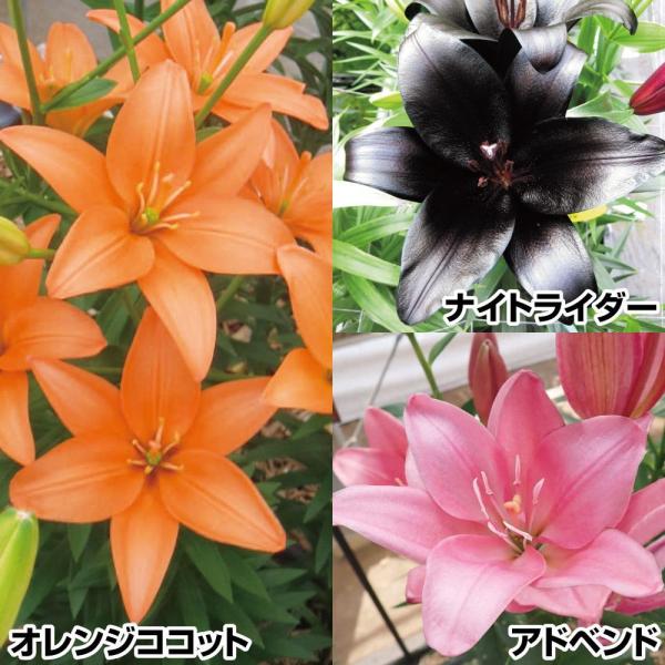セット内容：ナイトライダー・オレンジココット・アドベンド●学名・英名：Lilium ●商品情報：色鮮やかなすかしユリのセット。●お届け状態：球根●開花期：6月●耐寒性：強●日照：日なた●栽培適地：庭・鉢・切花●注意事項：※商品画像は開花後の...