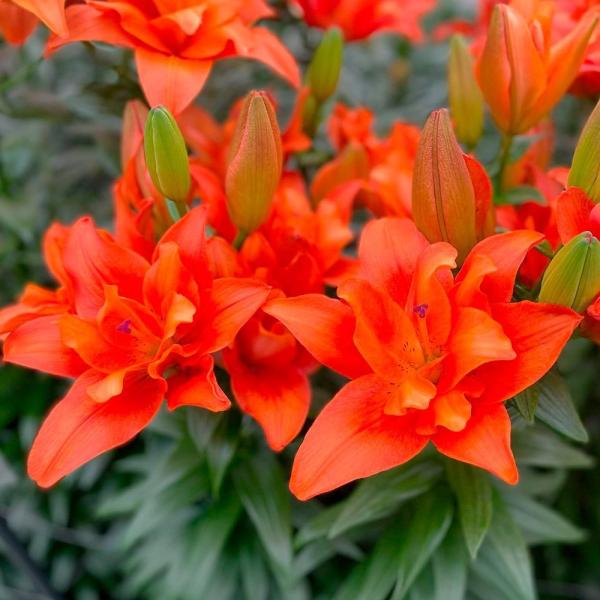 ●学名・英名：Lilium Slipstream●商品情報：華やかな八重咲きすかしユリ。無花粉だからお手入れらくらく。※八重咲の花弁数は栽培環境により増減する場合があります。●お届け状態：球根●開花期：6月●草丈：中(80-120cm)●耐...