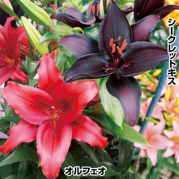 セット内容シークレットキス・オルフェオ●学名・英名：Lilium●商品情報：落ち着いたシックな花色が特徴的なすかしユリのセット。※シークレットキスの花色は環境により出にくい場合があります。●お届け状態：球根●開花期：6月●草丈：中(80-1...