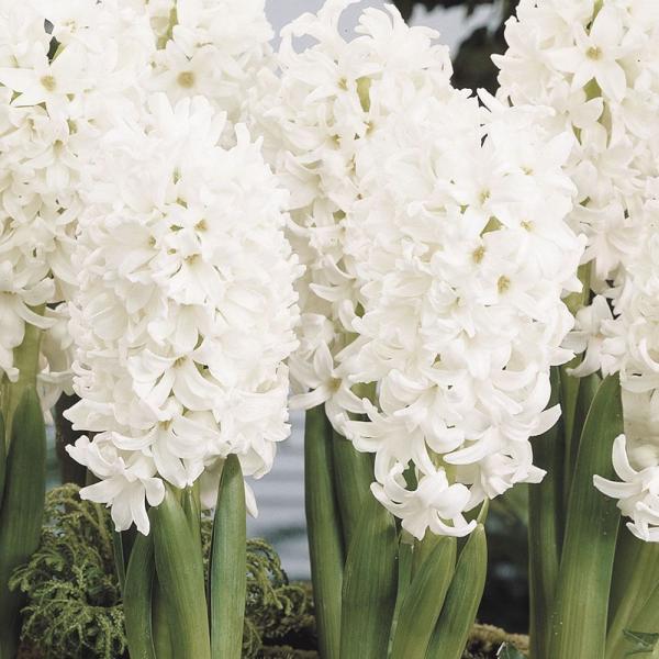●学名・英名：Hyacinthus orientalis White Pearl●商品情報：春の花壇や寄せ植えに引っ張りだこなヒヤシンス。花は良い香りがします。キジカクシ科。原産は地中海東部。●お届け状態：球根 (球周: 約14cm)●開花...