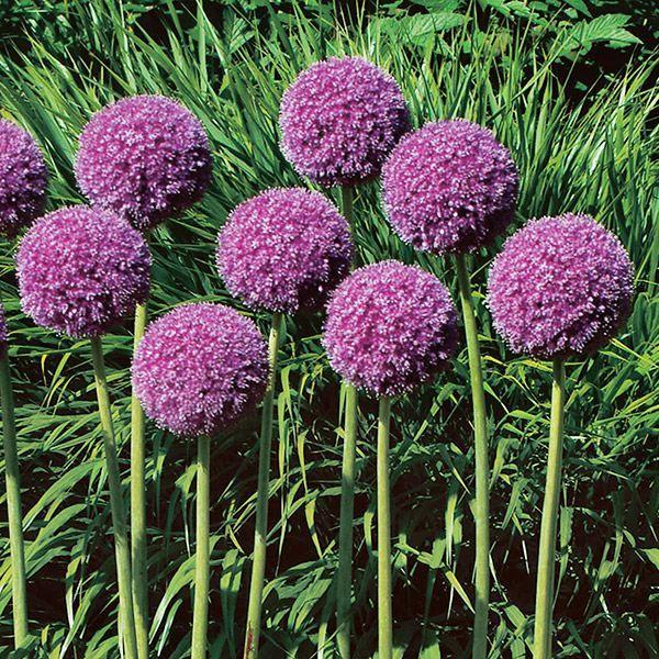 ●学名・英名：Allium giganteum●商品情報：草丈高く花径約15cmにもなる巨大な大輪花を咲かせるアリウム。切花にも。葉が枯れてから大きな花が咲きます。ヒガンバナ科。●お届け状態：球根 (球周: 約20cm)●開花期(約)：4-...