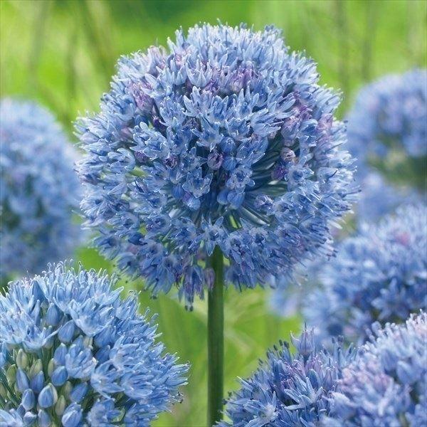 ●学名・英名：Allium caeruleum●商品情報：アリウムでは珍しい美しい青花。花径約3cmほどの小輪品種です。耐寒・耐暑性に優れ、強健で育てやすい。植えっぱなしでも毎年開花します。ヒガンバナ科。●お届け状態：球根 (球周: 約4c...