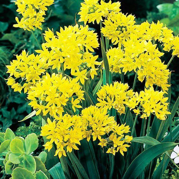 ●学名・英名：Allium moly●商品情報：鮮やかな黄金色の小輪アリウム。花径約5cm。耐寒・耐暑性に優れ、強健で育てやすい。植えっぱなしでも毎年開花します。ヒガンバナ科。●お届け状態：球根 (球周: 約5cm)●開花期(約)：4-6月...