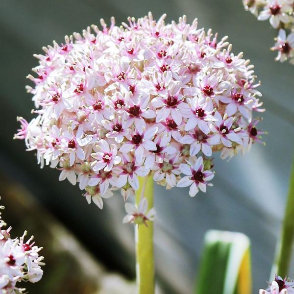 ●学名・英名：Allium Silver Spring●商品情報：白色花弁の中心に赤の差し色が入る、少し珍しいアリウム。花径約10cm。耐寒・耐暑性に優れ、強健で育てやすい。ヒガンバナ科。●お届け状態：球根 ●開花期(約)：4-6月●草丈(...