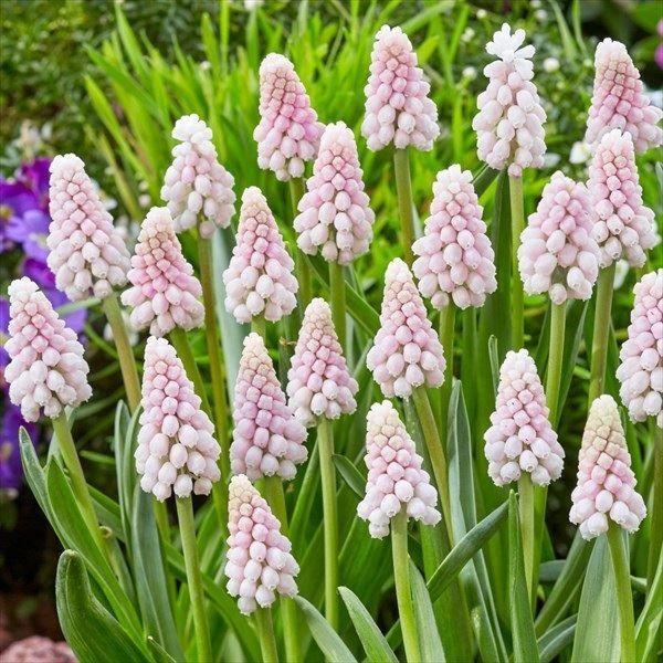 ●学名・英名：Muscari Pink Sunrise●商品情報：寄せ植えや花壇の縁取りにも人気のムスカリ。特にチューリップとの相性抜群です。強健で手間いらずで植えっぱなしOK!! キジカクシ科。ピンクサンライズは珍しい桃花のムスカリ。人気...
