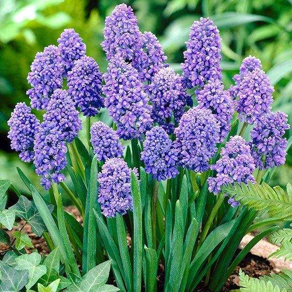 ●学名・英名：Muscari Blue Spike●商品情報：八重咲きの青花ムスカリ。寄せ植えや花壇の縁取りにも人気のムスカリ。特にチューリップとの相性抜群です。強健で手間いらずで植えっぱなしOK!! キジカクシ科。●お届け状態：球根 (球...