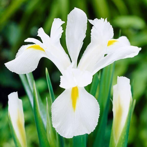 ●学名・英名：Iris x hollandica  White Van Villet●商品情報：ダッチアイリスは花もちの良さで大人気!! 切花にオススメ。アヤメ科。●お届け状態：球根 (球周:約7cm)●開花期(約)：4-6月●草丈(約)：...