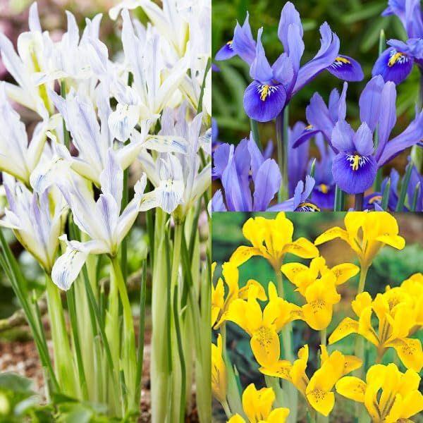 セット内容青花系・薄青花系・黄花系●学名・英名：Iris reticulata Alida●商品情報：草丈が低いアイリス。育てやすさと愛らしさで大人気!  普通のアイリスより約1か月早く開花します。アヤメ科。●お届け状態：球根 (球周:約5...