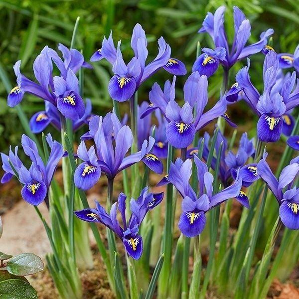 ●学名・英名：Iris reticulata Harmony●商品情報：草丈が低いアイリス。育てやすさと愛らしさで大人気!  普通のアイリスより約1か月早く開花します。アヤメ科。●お届け状態：球根 (球周: 約5cm)●開花期(約)：2-3...