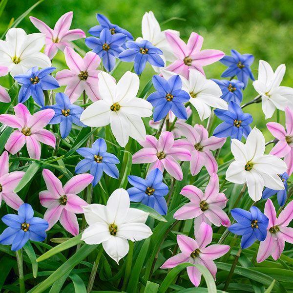 セット内容ジェシー・シャーロットビショップ・ホワイトスター●学名・英名：Ipheion uniflorum●商品情報：星形のかわいい花を早春から咲かせます。ハナニラは非常に丈夫で手間がかからず、植えっぱなし栽培ができ毎年繁殖します。花壇の縁...