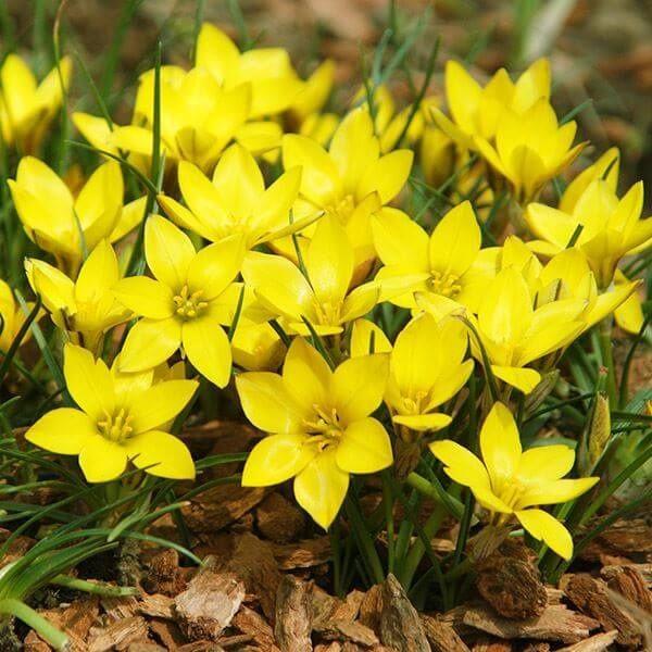 ●学名・英名：Ipheion sellowianum●商品情報：星形のかわいい花を早春から咲かせます。非常に丈夫で手間がかからず、植えっぱなし栽培ができ毎年繁殖します。花壇の縁取りなどに。ユリ科。●お届け状態：球根 (球周: 約4cm)※花...