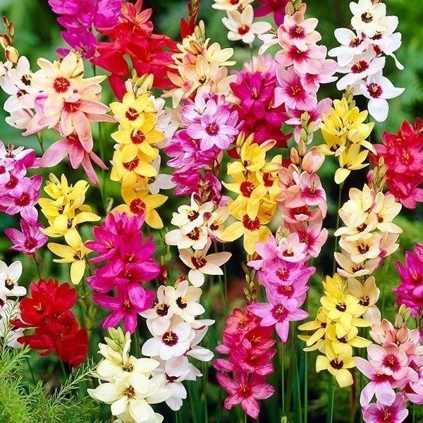 ●学名・英名：Ixia●商品情報：花もちが良く、茎も長くて丈夫なので切花にピッタリ! イキシアは鮮やかな花色も魅力です。アヤメ科。●お届け状態：球根 (球周: 約5cm)●開花期(約)：5-6月●草丈(約)：30-60cm●耐寒性：中 ※冬...
