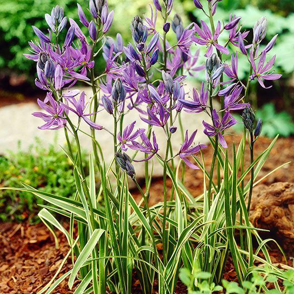 ●学名・英名：Camassia quamash Blue Melody●商品情報：すらりとした花茎に星のような形をした紫花をさかせるカマシアの球根。ブルーメロディーは斑入り斑です。クサスギカズラ科。耐寒・耐暑性があり丈夫で育てやすい。●お届...