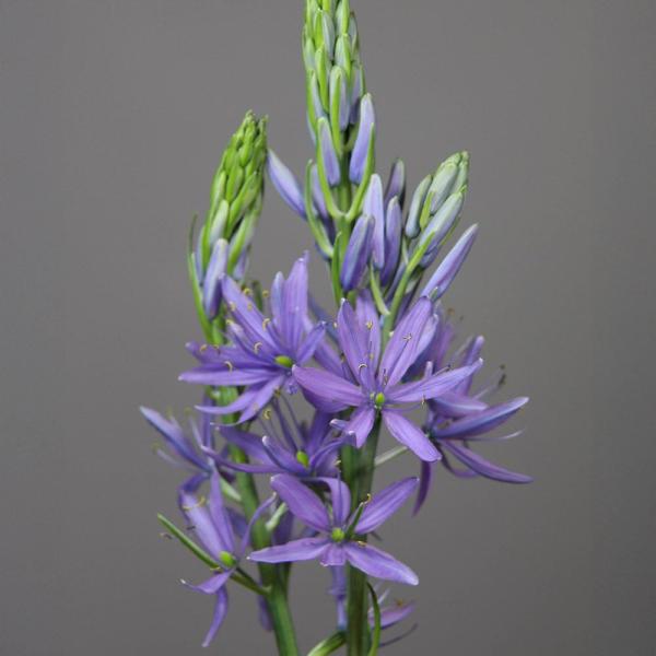 ●学名・英名：Camassia quamash●商品情報：すらりとした花茎に星のような形をした紫花をさかせるカマシアの球根。クサスギカズラ科。耐寒・耐暑性があり丈夫で育てやすい。●お届け状態：球根 (小球性)●開花期(約)：4-6月●草丈(...