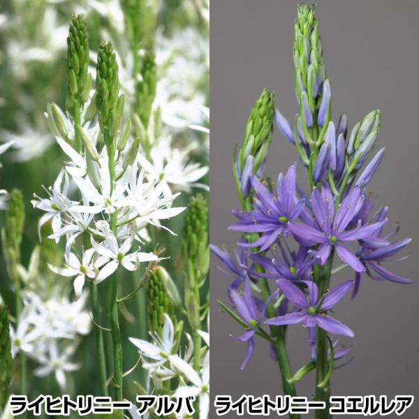 セット内容ライヒトリニーアルバ・ライヒトリニーコエルレア●学名・英名：Camassia quamash●商品情報：すらりとした花茎に星のような形をした花をさかせるカマシアの球根。クサスギカズラ科。耐寒・耐暑性があり丈夫で育てやすい。●お届け...