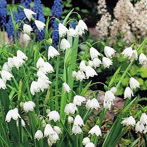 ●学名・英名：Leucojum (Acis) aestivum●商品情報：水仙のようなスラリとした葉と、鈴蘭のようなかわいい白花が魅力的なスノーフレーク。植えっぱなしOK!! ヒガンバナ科。●お届け状態：球根 (球周: 約7cm)●開花期(...