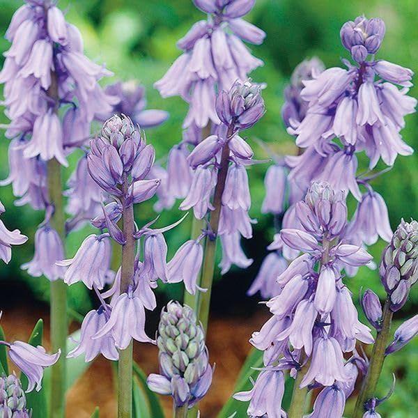 ●学名・英名：Hyacinthoides hispanica (Scilla campanulata)●商品情報：植えっぱなしOK!! 可憐なベル形花。性質は強健で育てやすい。クサスギカズラ科。別名：シラー・カンパニュラータ、ヒヤシンソイデ...