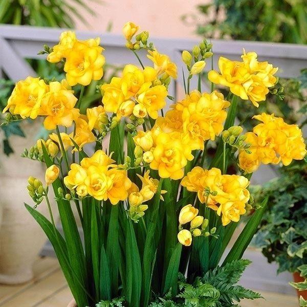 ●学名・英名：Freesia●商品情報：華やかな八重咲きフリージア。フリージアは香り高く切花としても人気!! つぼみが咲き進み、長くお花を楽しめます。アヤメ科。●お届け状態：球根 (開花見込みサイズ)※他の花色とサイズが異なる場合があります...