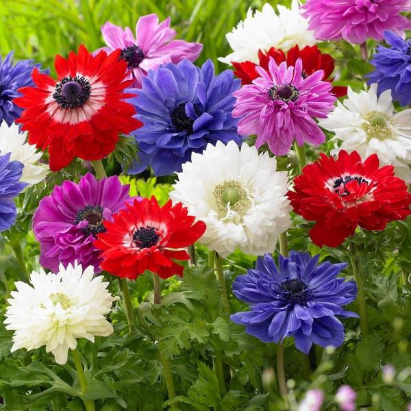 ●学名・英名：Anemone coronaria●商品情報：鮮やかな花色のアネモネは春花壇に欠かせません。豪華な八重咲きアネモネのミックス。キンポウゲ科。●お届け状態：球根 (開花見込みサイズ) ※花色によってサイズが異なる場合があります。...