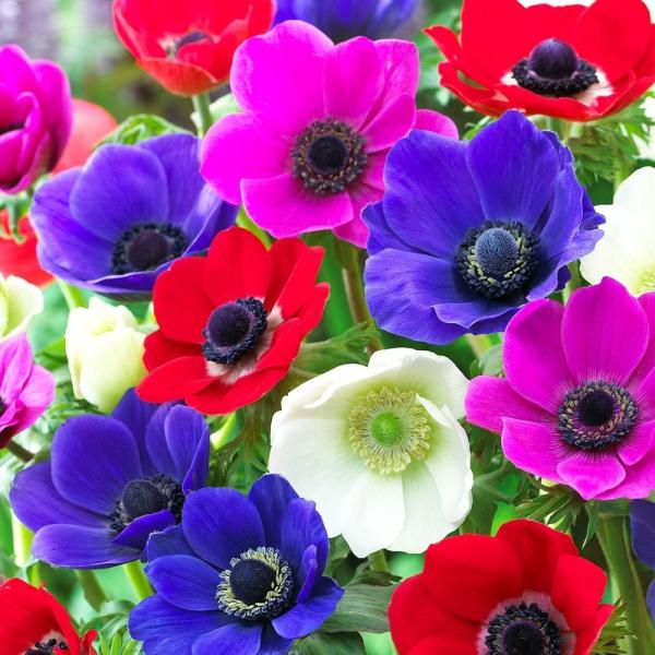 ●学名・英名：Anemone coronaria De Caen●商品情報：鮮やかな花色のアネモネは春花壇に欠かせません。デカンは大輪の高性種で切花にも人気。キンポウゲ科。●お届け状態：球根 (開花見込みサイズ) ※花色によってサイズが異な...