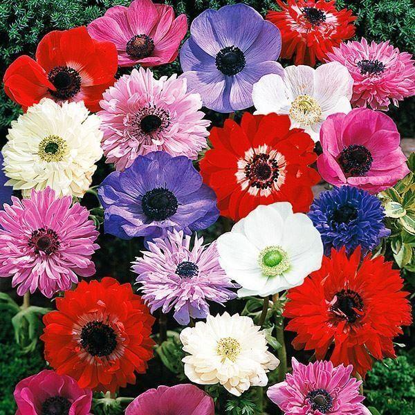 ●学名・英名：Anemone coronaria●商品情報：春花壇の定番「アネモネ」を無選別のミックスでお届け。キンポウゲ科。●お届け状態：球根 (球数: 50mlで約20-50球) ※生産・入荷状況によって、サイズ・球数が変更となります。...