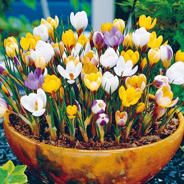 ●学名・英名：Crocus●商品情報：早春にいち早く花を咲かせ、春を告げる寒咲きクロッカスのミックス。植えっぱなしOK!! アヤメ科。●お届け状態：球根 (球周: 約5cm)●開花期(約)：2-3月●草丈(約)：5-10cm●耐寒性：強●日...
