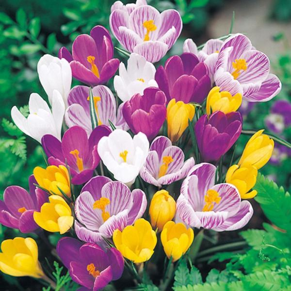 セット内容：紫・白・黄・絞り●学名・英名：Crocus●商品情報：大輪クロッカスは花壇や鉢植えはもちろん、水栽培でも立派に開花するほど強健なので、植えっぱなしOKで栽培簡単!! アヤメ科。●お届け状態：球根 (球周: 約7cm)※花色によっ...