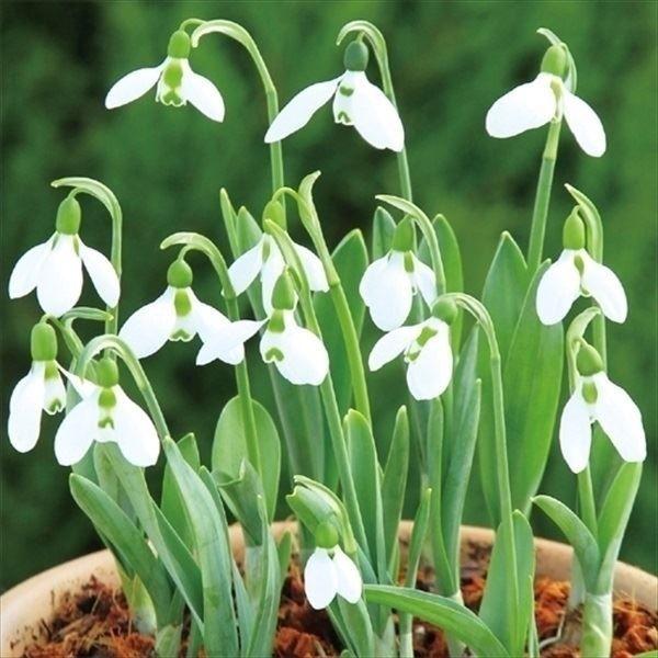 ●学名・英名：Galanthus elwesii●商品情報：愛らしい姿が魅力的で早春に花を咲かせるスノードロップ。栽培簡単で植えっぱなしOK!! ヒガンバナ科。●お届け状態：球根 (球周: 約5cm)●開花期(約)：2-3月●草丈(約)：5...