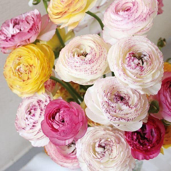●学名・英名：Ranunculus●商品情報：ラナンキュラスは色鮮やかな花弁が幾重にもなり、ボリューム満点!  ピコティ色で柔らかさプラス。●お届け状態：球根●開花期(約)：3-5月●草丈(約)：20-40cm●耐寒性：中 ※冬は霜除けが必...