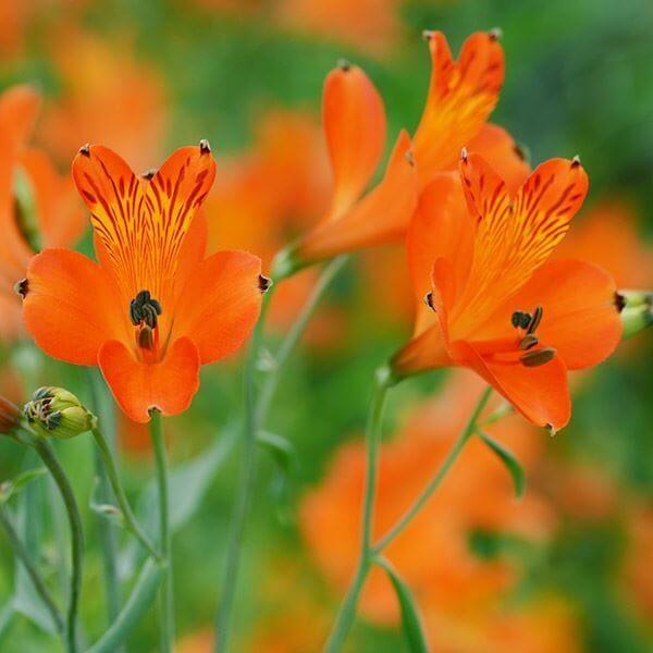 ●学名・英名：Alstroemeria ligtu●商品情報：アルストロメリアは切花として人気抜群!! ユリズイセン科。南米のアンデス山脈原産。●お届け状態：球根 (開花見込みサイズ)●開花期(約)：5-6月●草丈(約)：70-100cm●...