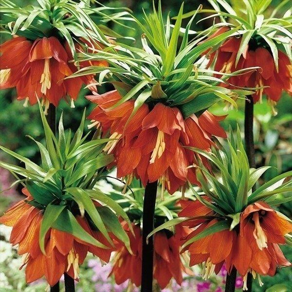 ●学名・英名：Fritillaria imperialis Aurora●商品情報：皇帝の王冠とも称される大型のフリチラリア。釣鐘形の花を下向きに咲かせ、まるでシャインデリアのように豪華 ! お庭の主役にふさわしい堂々たる存在感です。ユリ科...