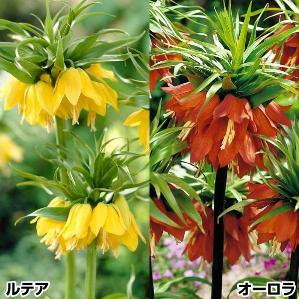 セット内容：ルテア・オーロラ●学名・英名：Fritillaria imperialis●商品情報：皇帝の王冠とも称される大型のフリチラリア。釣鐘形の花を下向きに咲かせ、まるでシャインデリアのように豪華 ! お庭の主役にふさわしい堂々たる存在...