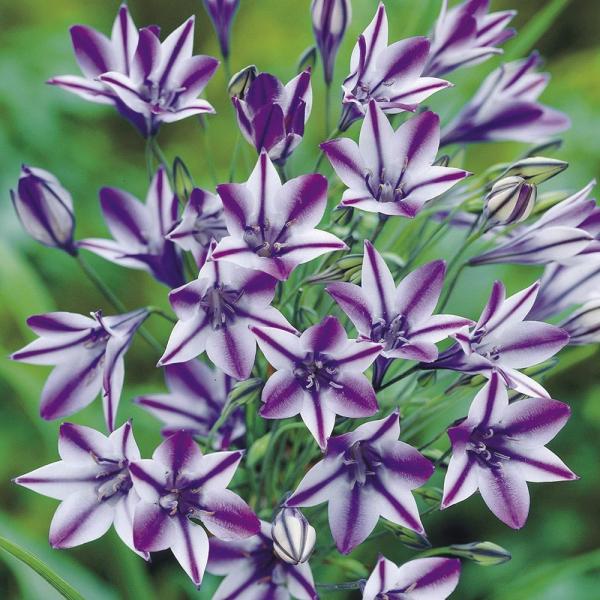 ●学名・英名：Triteleia laxa Rudy●商品情報：爽やかな色合いで人気のトリテレイア。丈夫で育てやすく、植えっぱなしOK!! 切花にもおすすめ。以前はブロディアエア属に含まれていましたが、現在はトリテレイア属。ユリ科。●お届け...